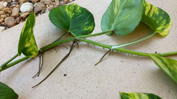 Pothos Cuttings (2)- Lush Green Vining Plant – Harvick Farms
